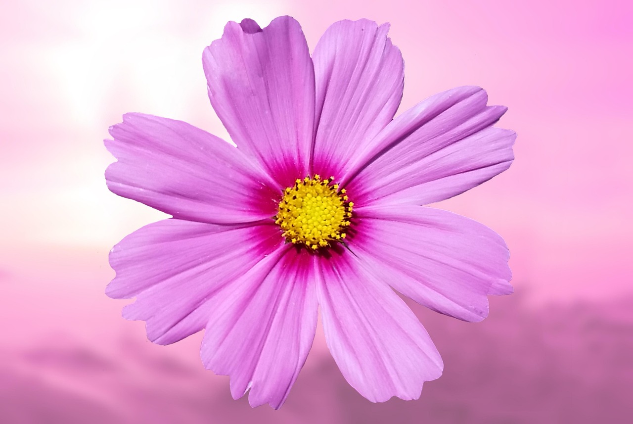 Flower Purple Violet - Free photo on Pixabay - Pixabay