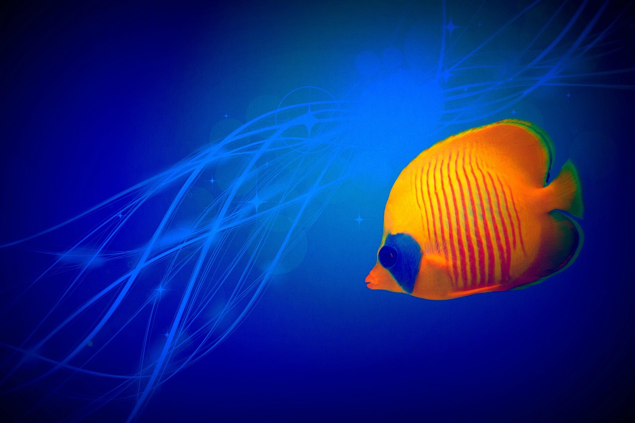 200,000+ Free Fish Wallpaper & Fish Photos - Pixabay