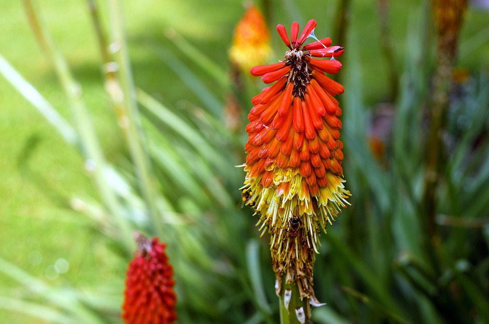 Antorcha Lirio Flor Florecer - Foto gratis en Pixabay - Pixabay