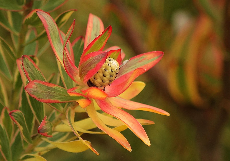 Plantes Botanique Flore - Photo gratuite sur Pixabay - Pixabay