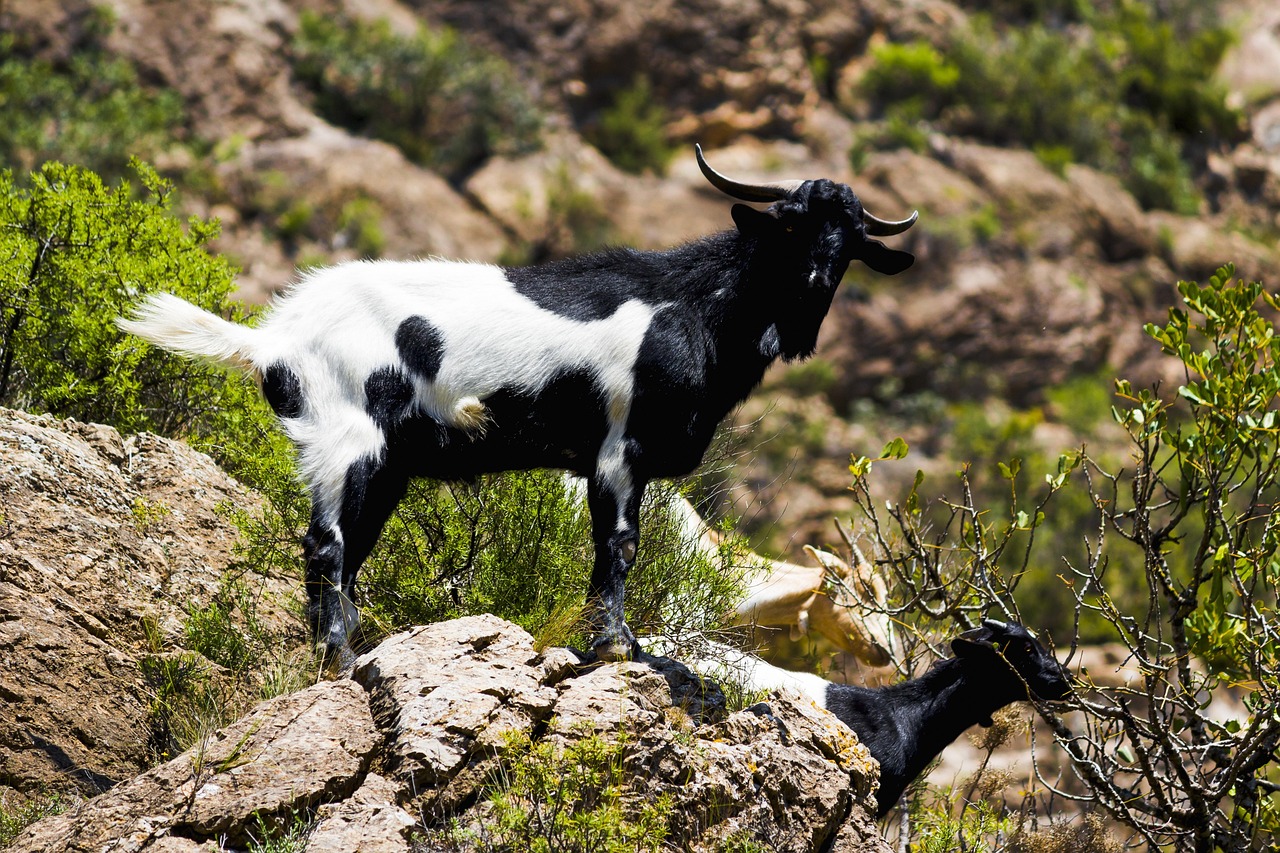 Goat Nature Mountain - Free photo on Pixabay - Pixabay