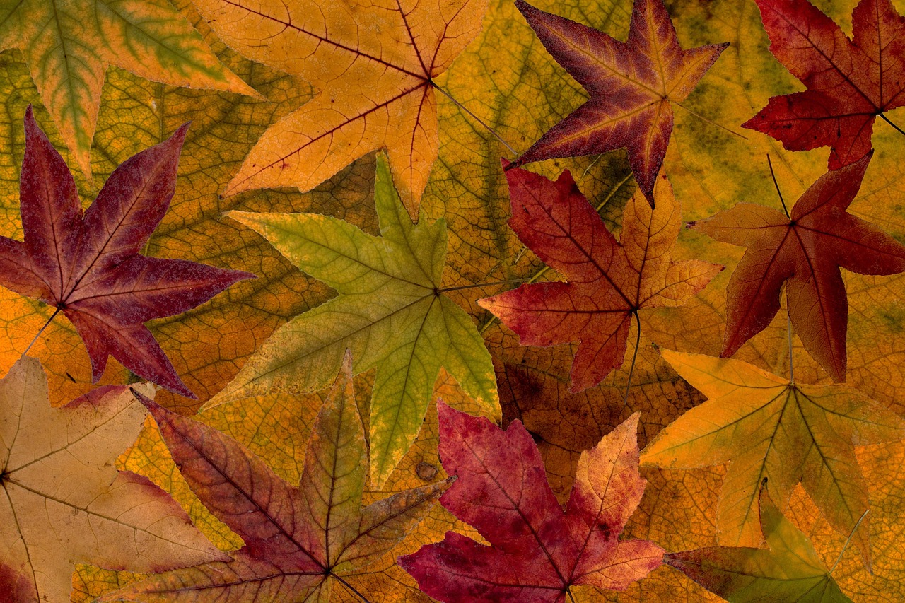 Feuilles Multicolore - Photo gratuite sur Pixabay - Pixabay