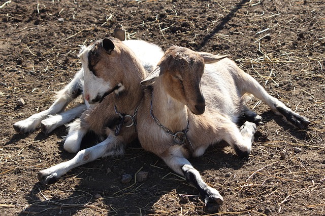 Cabra Granja Animal - Foto gratis en Pixabay - Pixabay