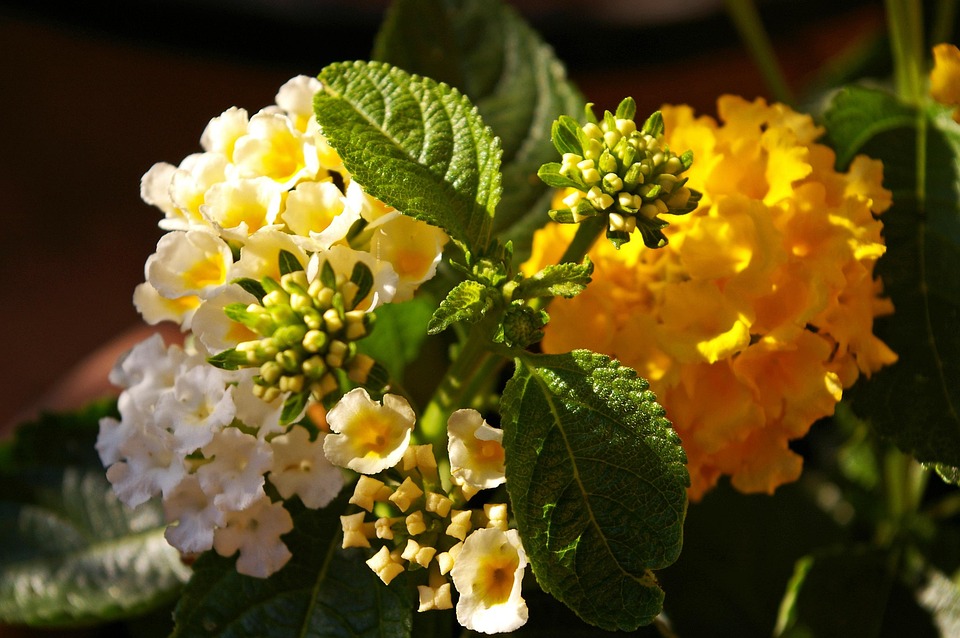 Convertible Rose Yellow Flowers - Free photo on Pixabay