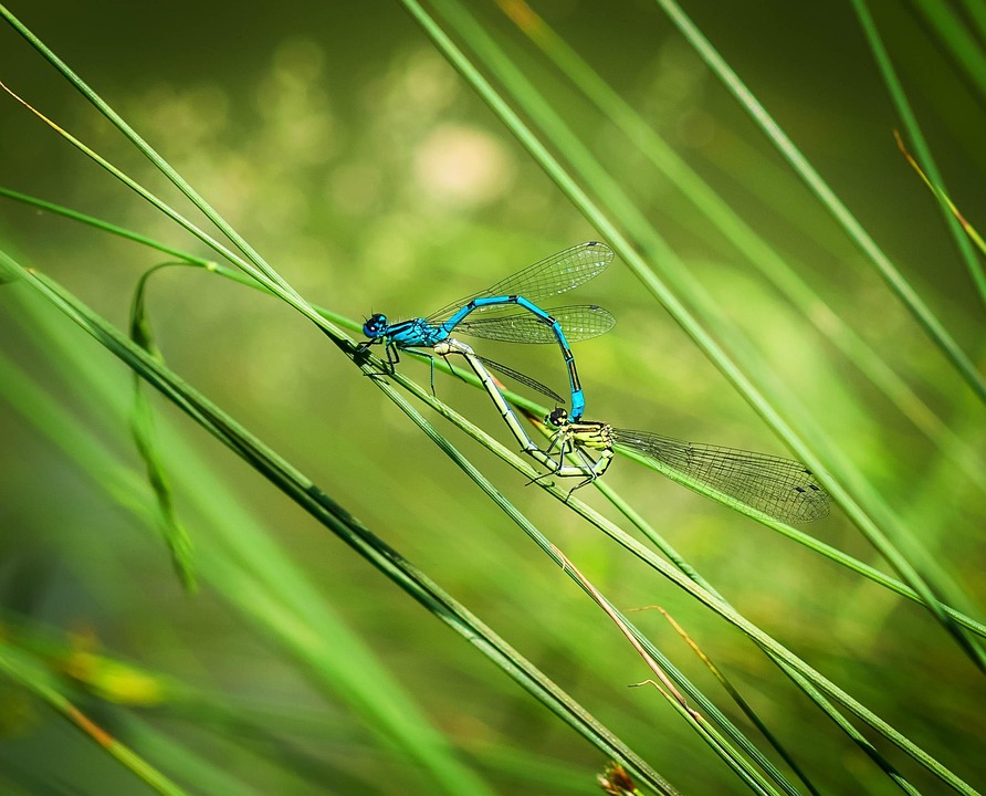 Libellule Appariement Accouplement - Photo gratuite sur Pixabay
