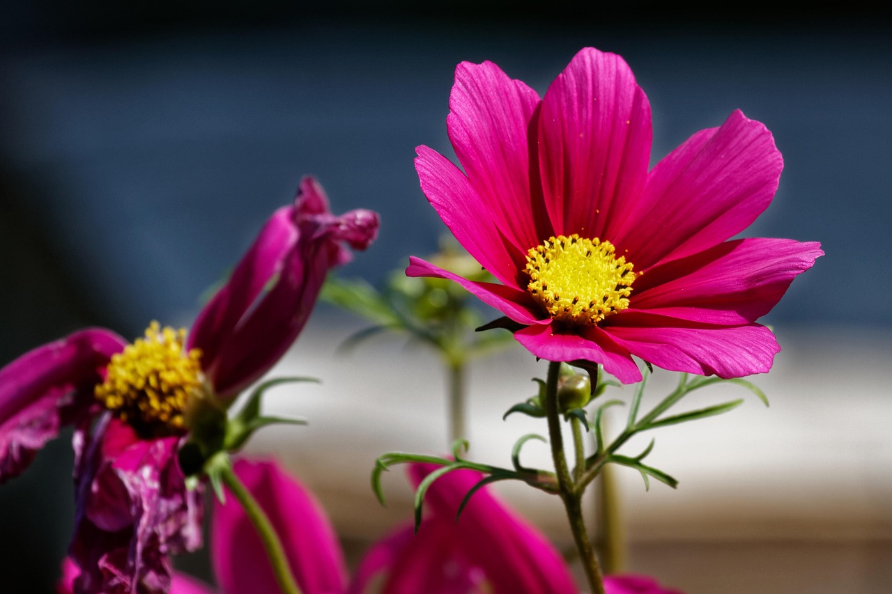 Cosmea Pinnate Ornamental Flower - Free photo on Pixabay - Pixabay