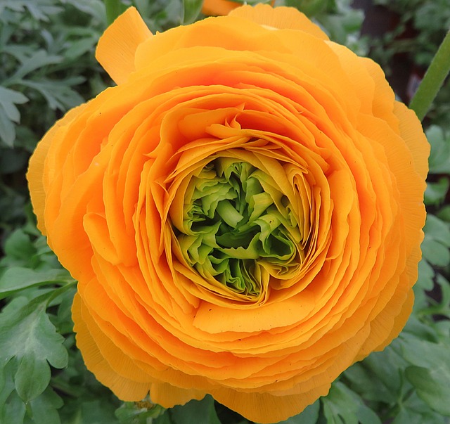 Renoncule Fleur Orange - Photo gratuite sur Pixabay - Pixabay