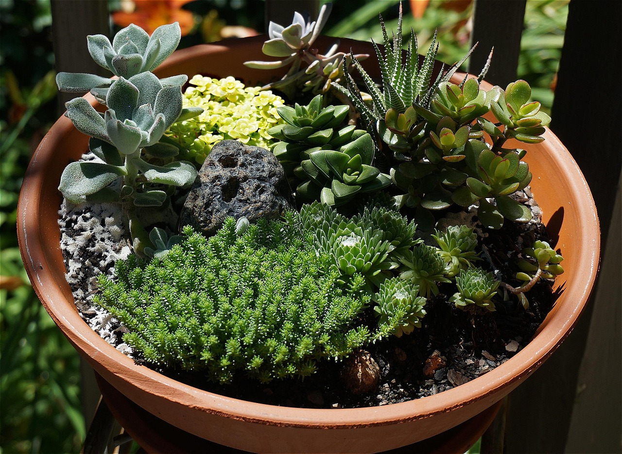 Succulent Garden - Free photo on Pixabay