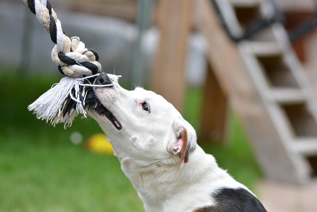 Jack Russell Perro Terrier - Foto gratis en Pixabay - Pixabay