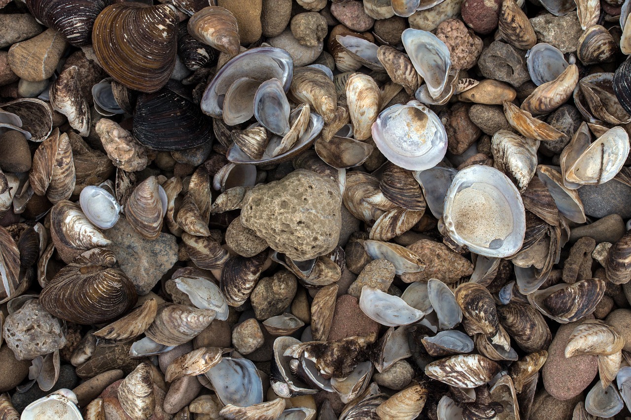 Mariscos Orilla Del Río Rin - Foto gratis en Pixabay - Pixabay