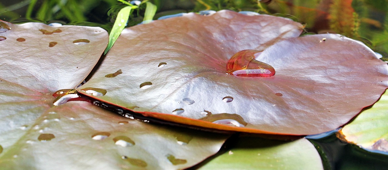 Nenúfares Nuphar Nenúfar Hoja De - Foto gratis en Pixabay - Pixabay