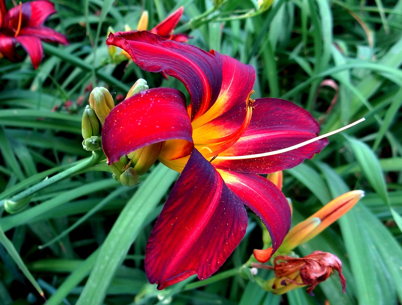 Floral Lis Fleur Rouge - Photo gratuite sur Pixabay - Pixabay