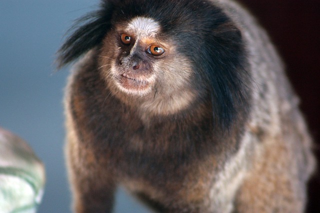 Monkey Marmoset - Free photo on Pixabay - Pixabay