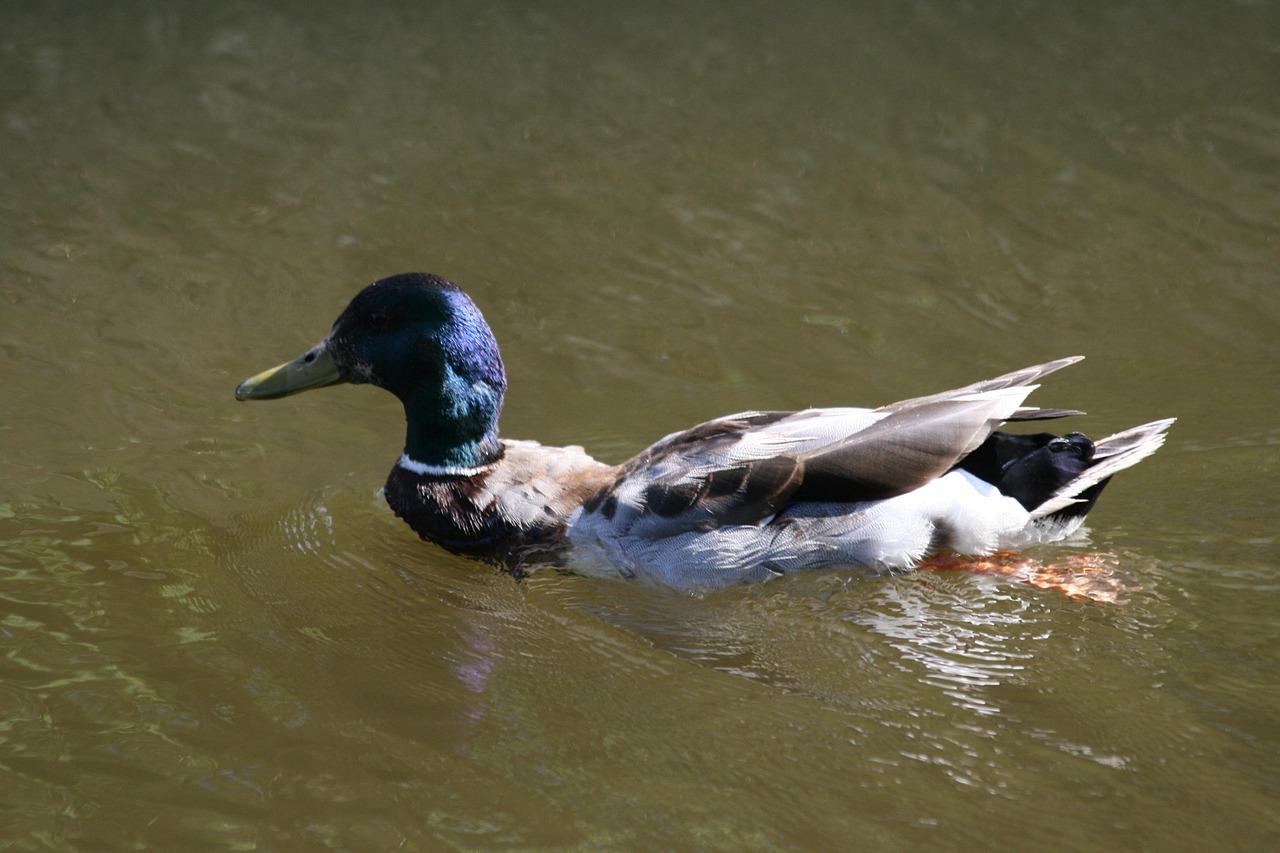Pato Macho - Foto gratuita no Pixabay - Pixabay