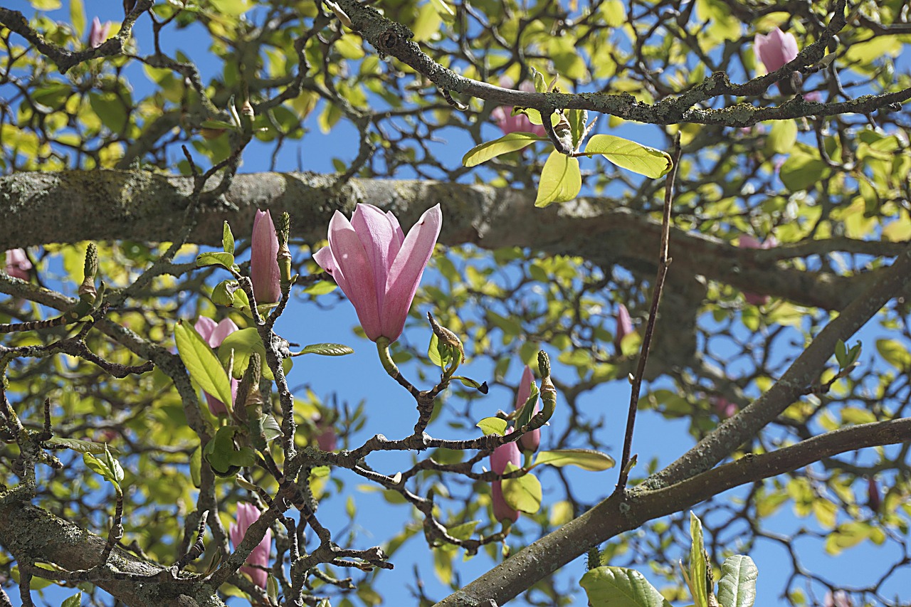 Bunga Magnolia Musim Semi - Foto gratis di Pixabay - Pixabay