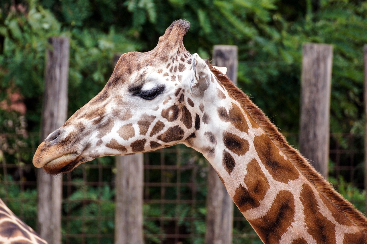 90+ Free Giraffe Face & Giraffe Images - Pixabay