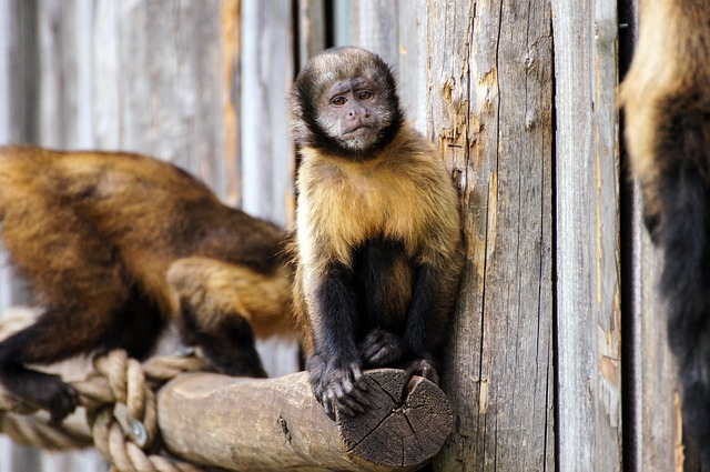Ape Zoo Sad - Free photo on Pixabay - Pixabay