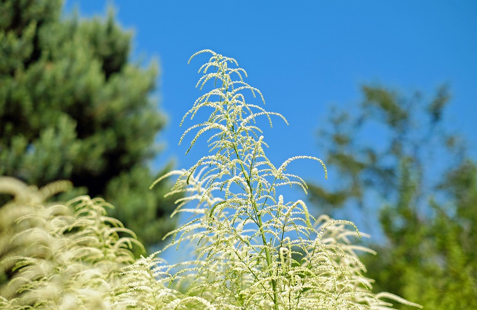 Goatee Plant Herb - Free photo on Pixabay