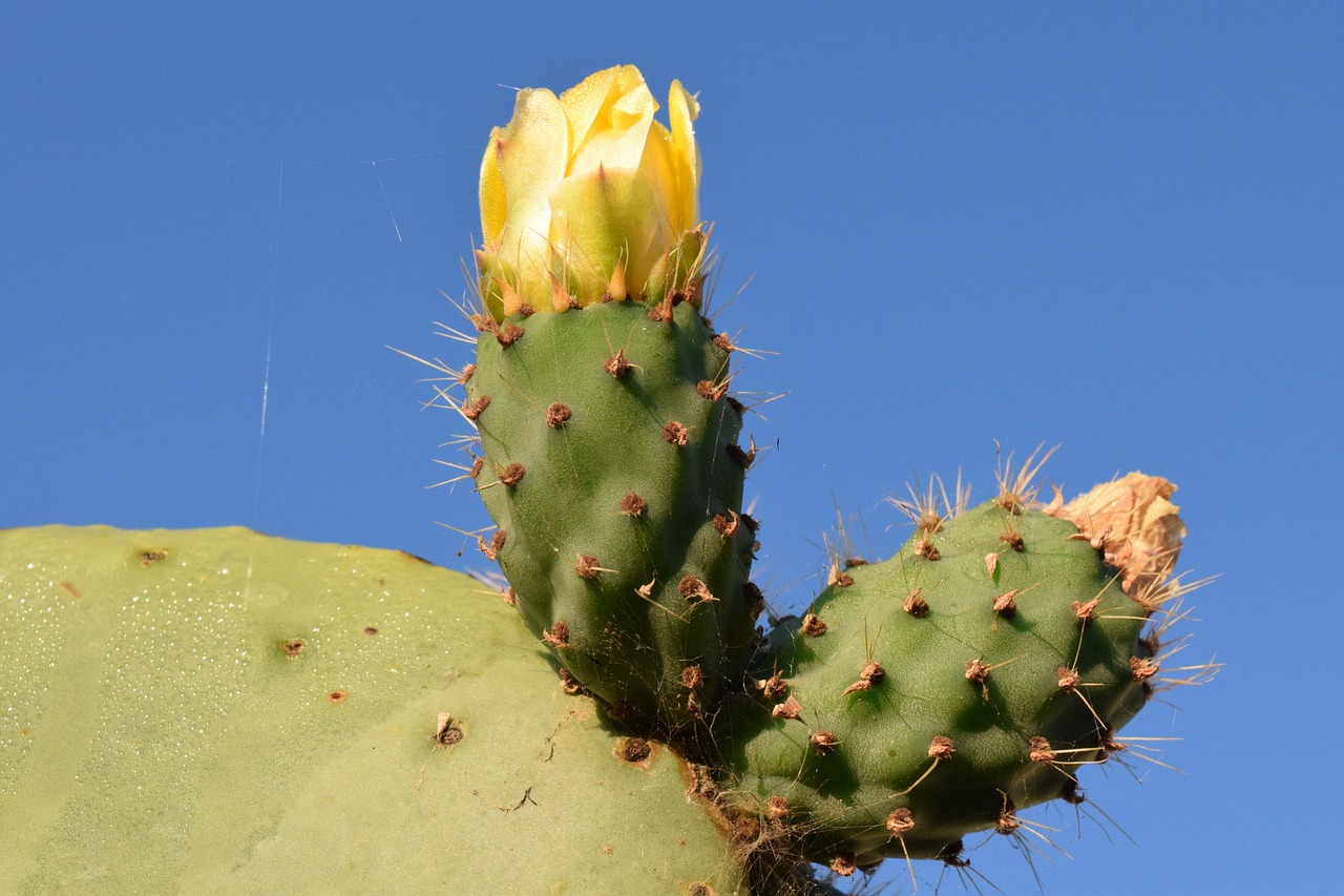 30,000+ Free Prickly Pear Blossom & Prickly Pear Images - Pixabay