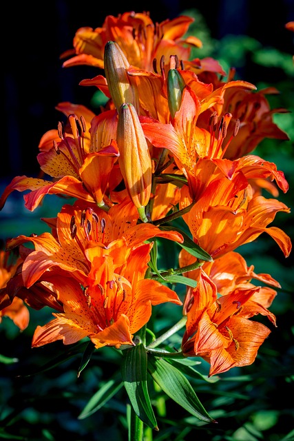 Fire Lily Lilium Bulbiferum - Free photo on Pixabay
