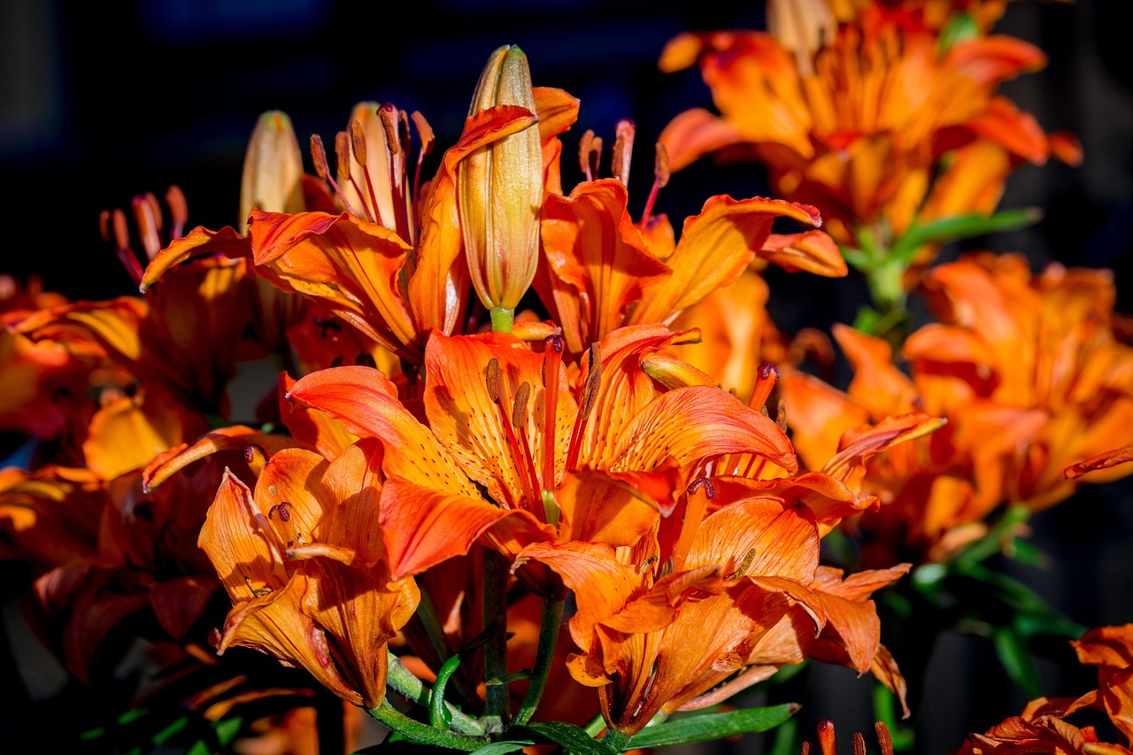 40+ Free Fire Lily & Flower Photos - Pixabay