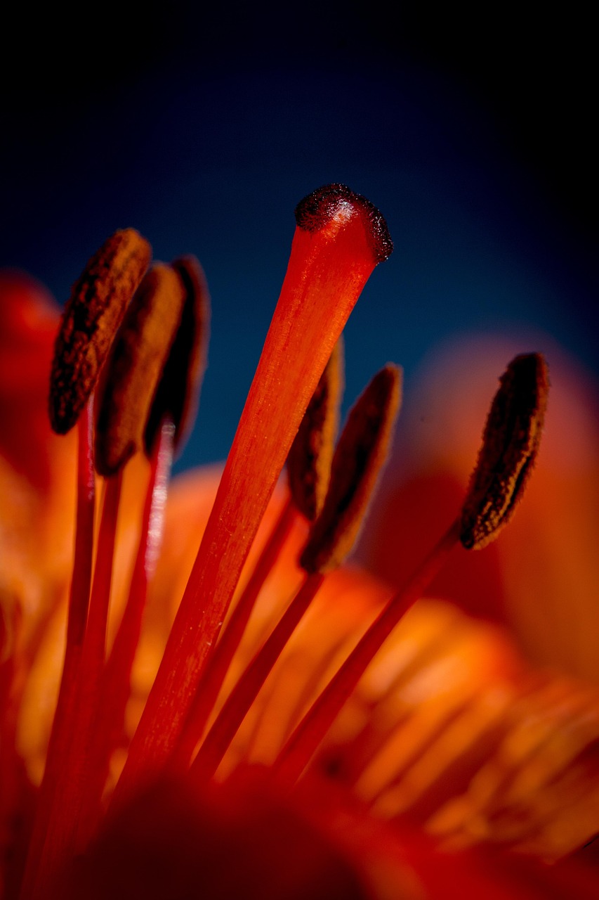 40+ Free Fire Lily & Flower Photos - Pixabay