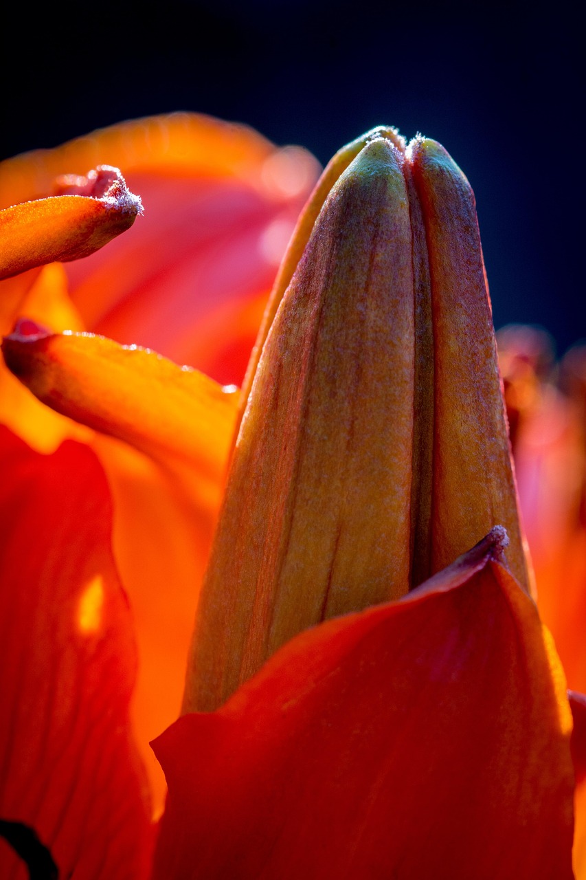 40+ Free Fire Lily & Flower Photos - Pixabay