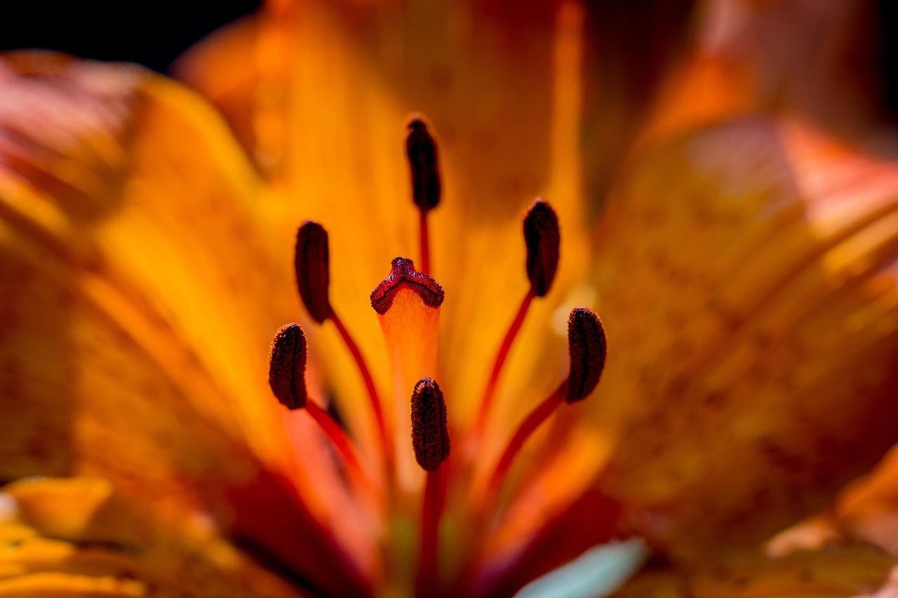 40+ Free Fire Lily & Flower Photos - Pixabay