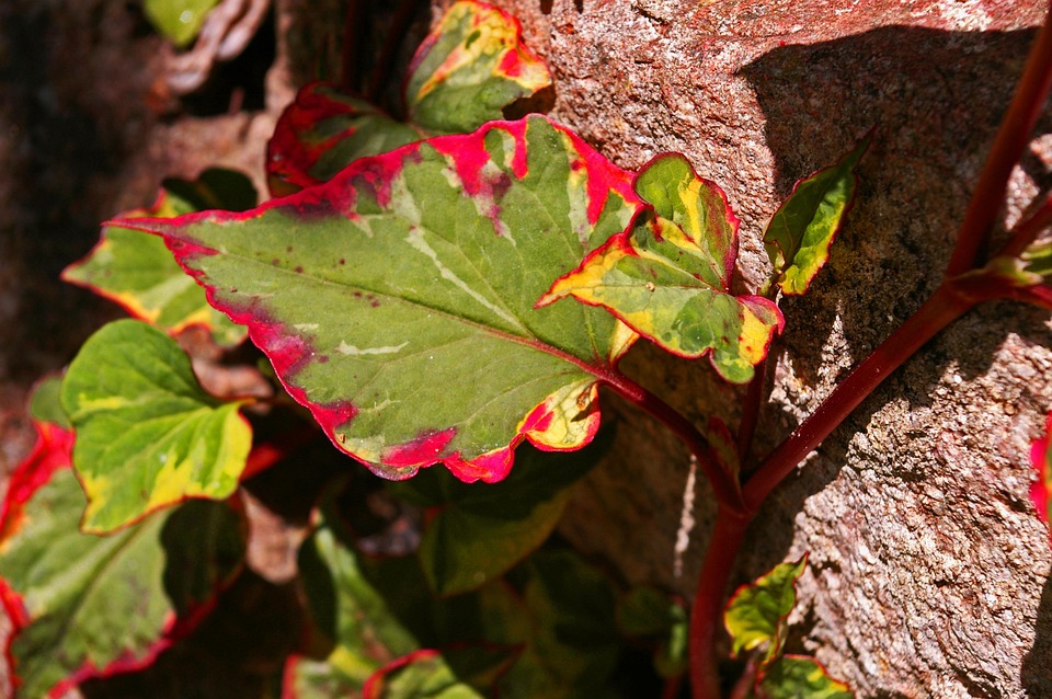Colorful Leaf Multicoloured - Free photo on Pixabay - Pixabay