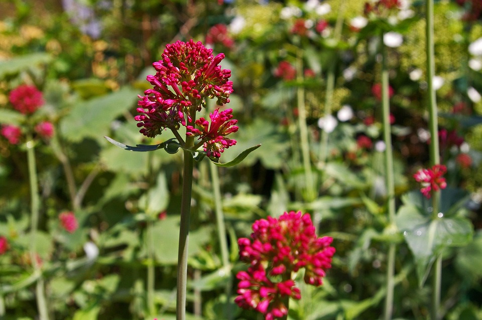 Spornflower Red Spurflower - Free photo on Pixabay