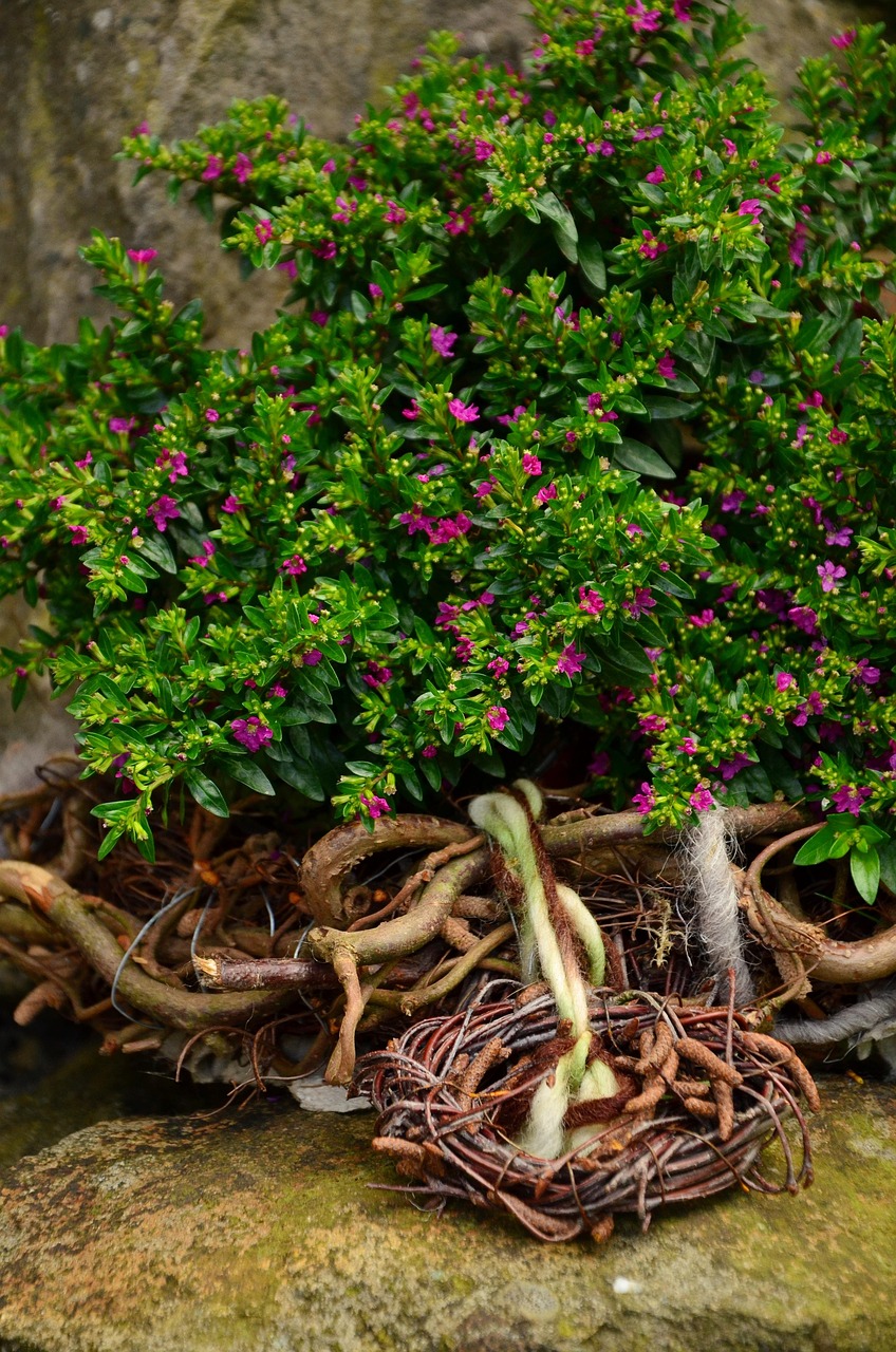 Myrtle Myrtus Communis Garden - Free photo on Pixabay - Pixabay