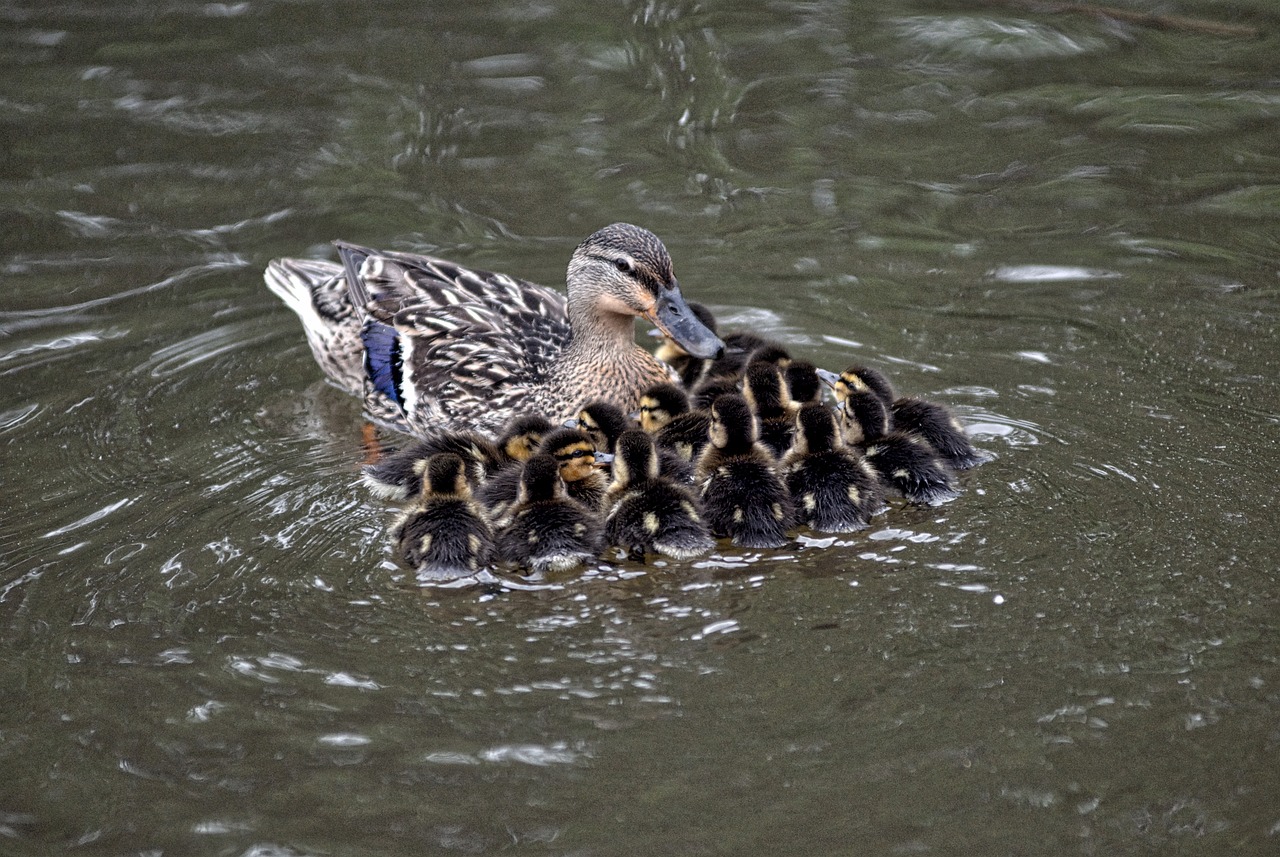Pato Real Pollitos Estanque - Foto gratis en Pixabay - Pixabay