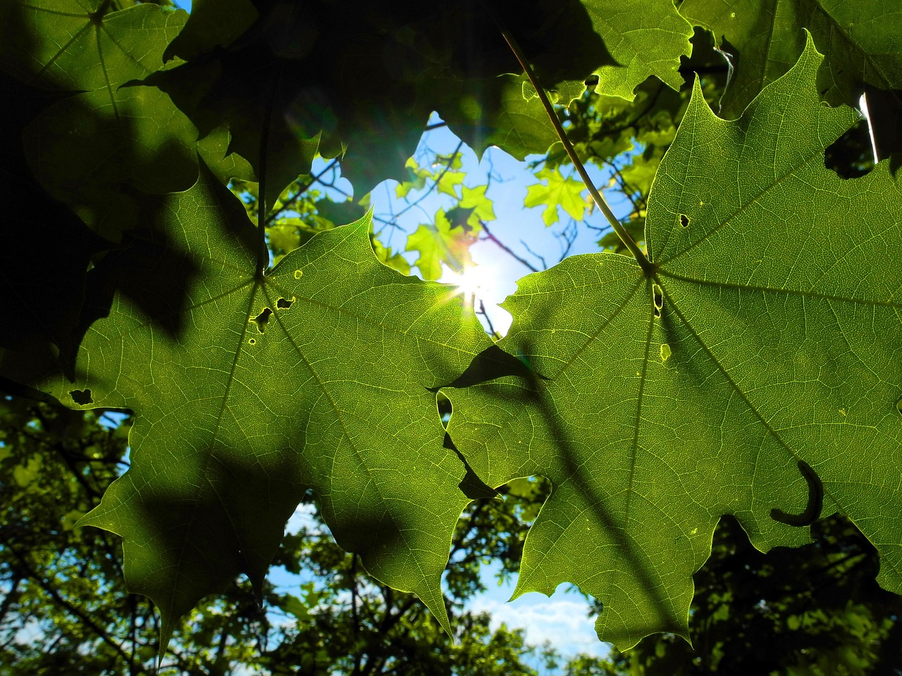 Wine Leaves Plant - Free photo on Pixabay - Pixabay