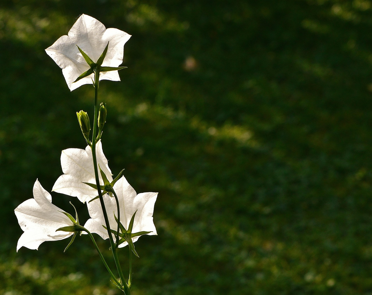 Flower Bells White - Free photo on Pixabay