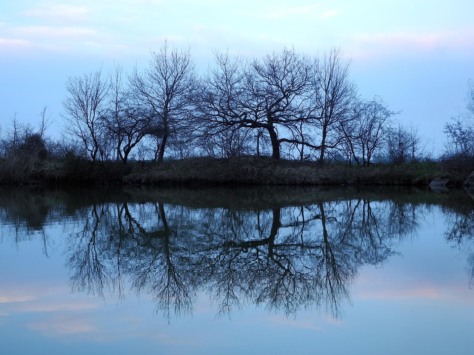 Reflections Of Trees In Water