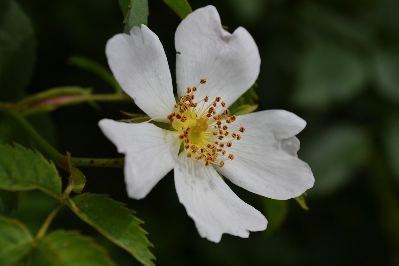 Wild Rose Wildflowers Flower - Free photo on Pixabay - Pixabay