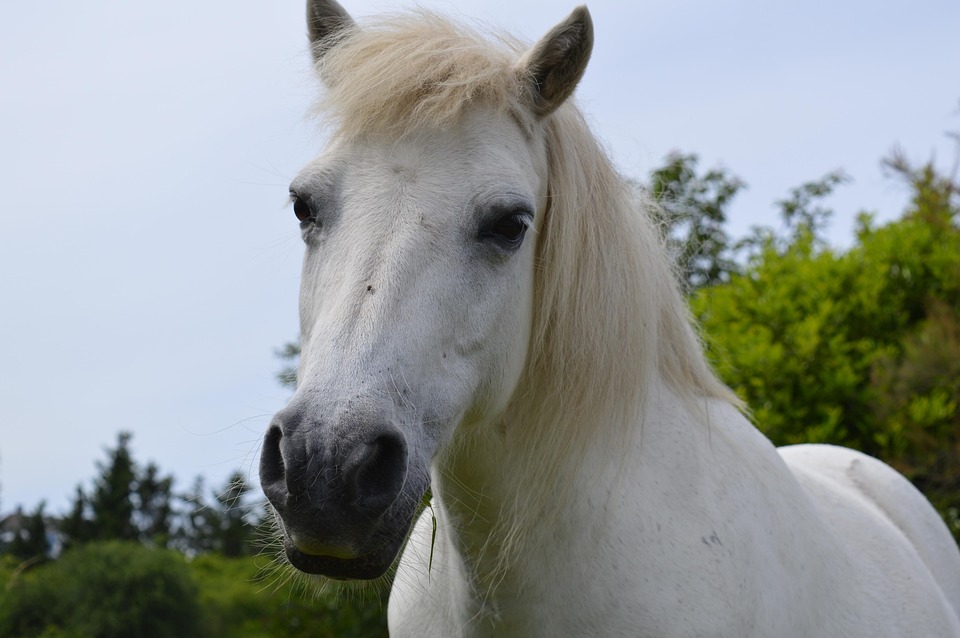 Pferd Weiss Schimmel - Kostenloses Foto auf Pixabay - Pixabay