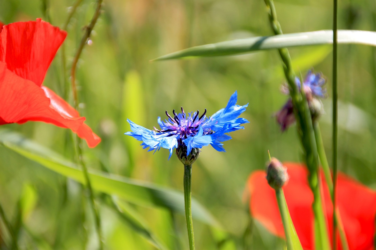 100+ Free Blueberry Flowers & Nature Images - Pixabay