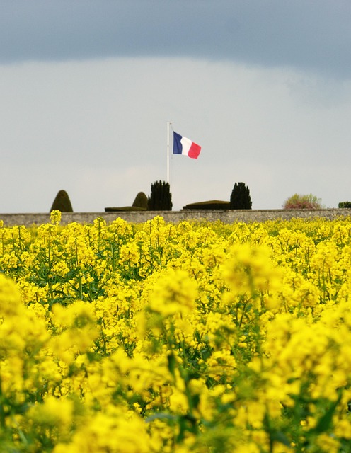 French Flag Flowers Yellow - Free photo on Pixabay - Pixabay