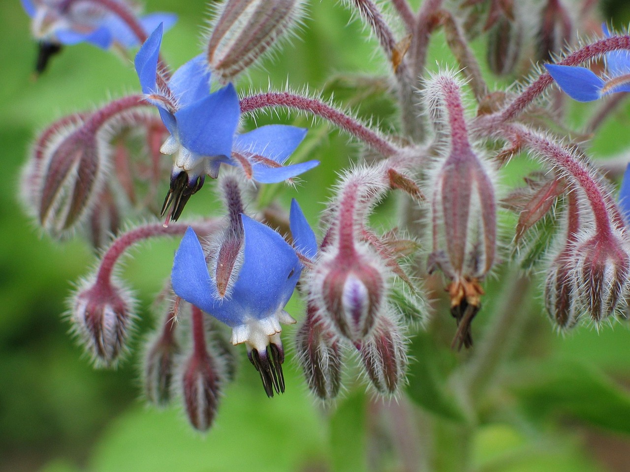 Hierba De Pepino Borraja Flora - Foto gratis en Pixabay - Pixabay