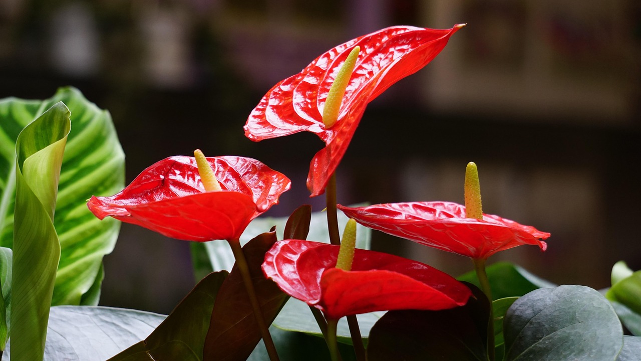 Plant Flower Garden - Free photo on Pixabay