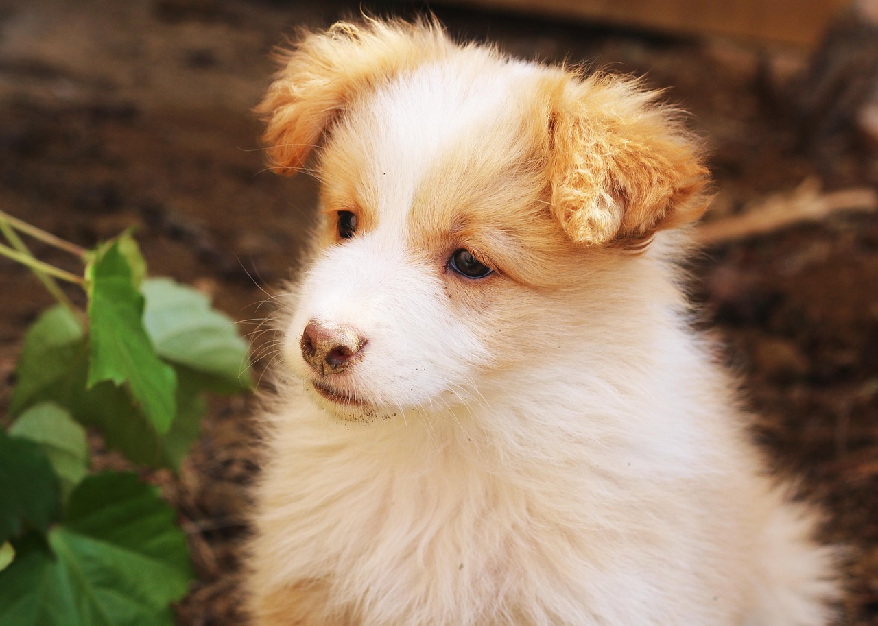 900+ Free Bonjour & Hello Images - Pixabay