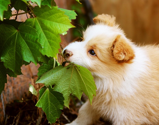 10+ Free Bonjour & Dog Cafe Images - Pixabay