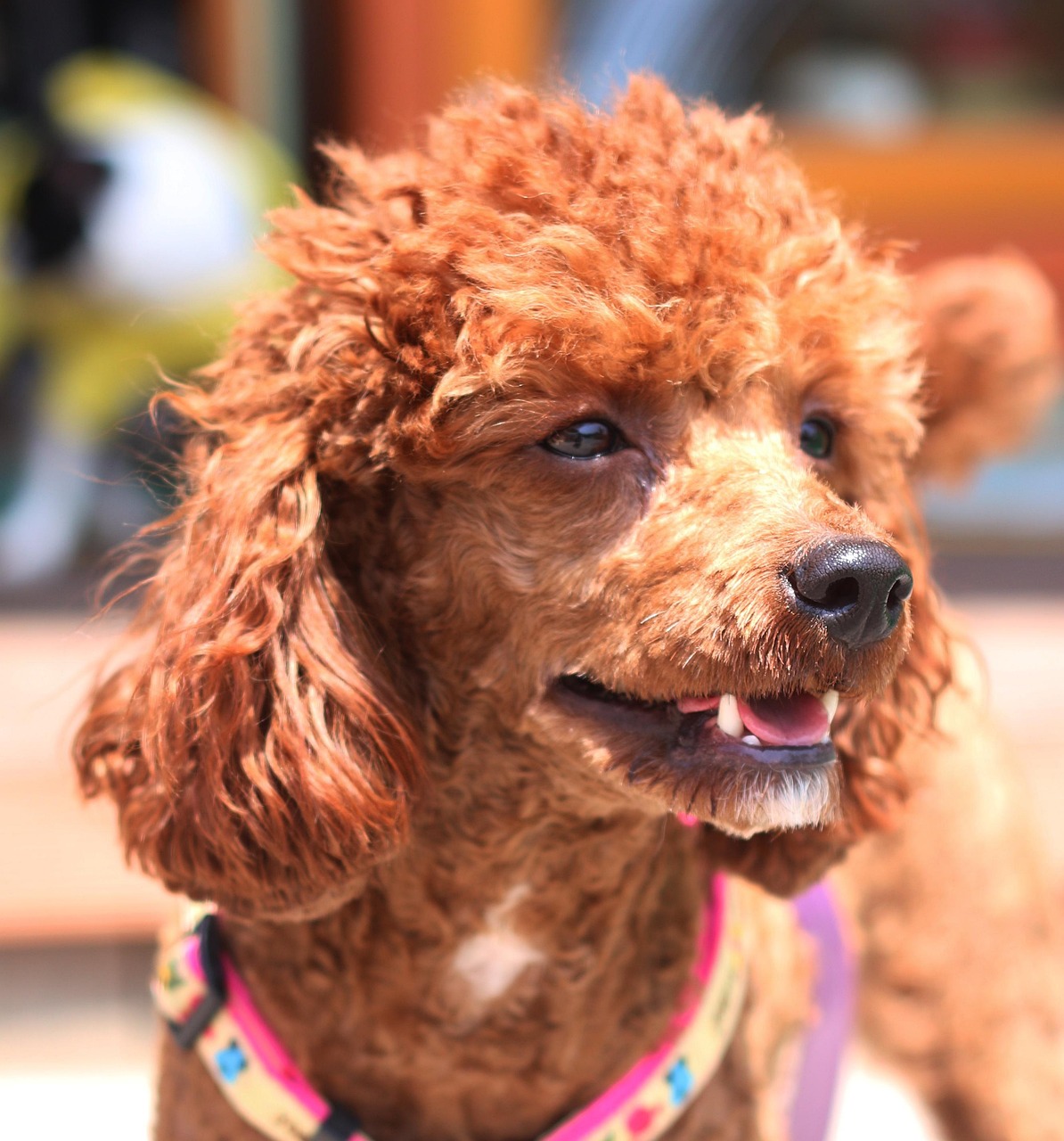 10+ Free Bonjour & Dog Cafe Images - Pixabay