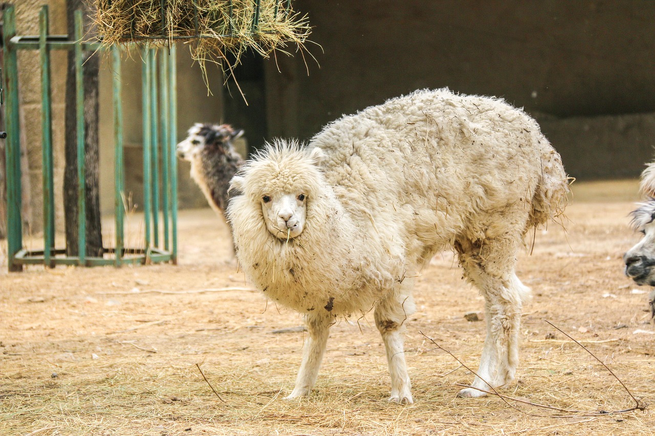 Alpaca Zoo - Foto gratis en Pixabay - Pixabay