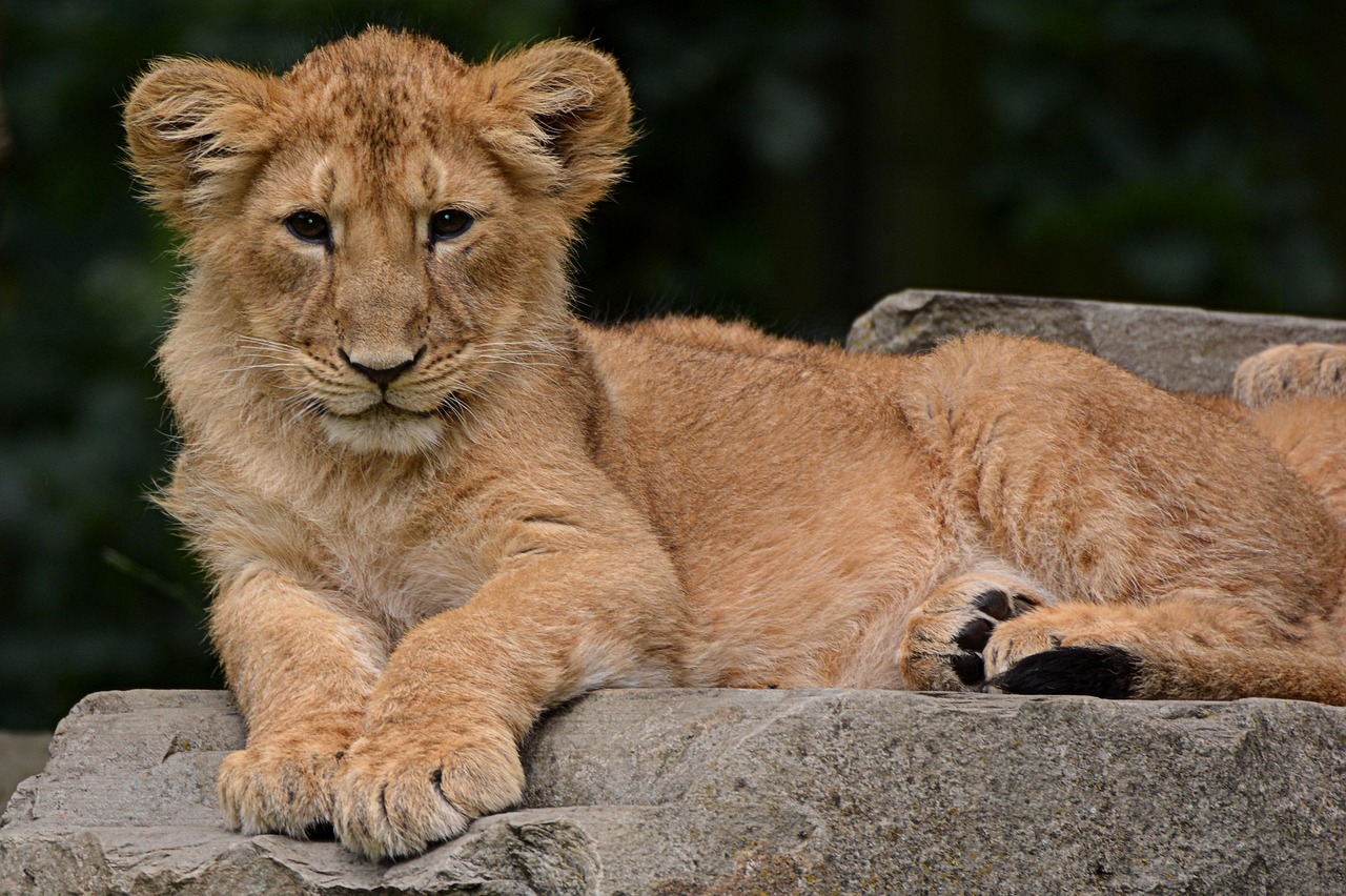 300,000+ Free Five Animals & Five Images - Pixabay