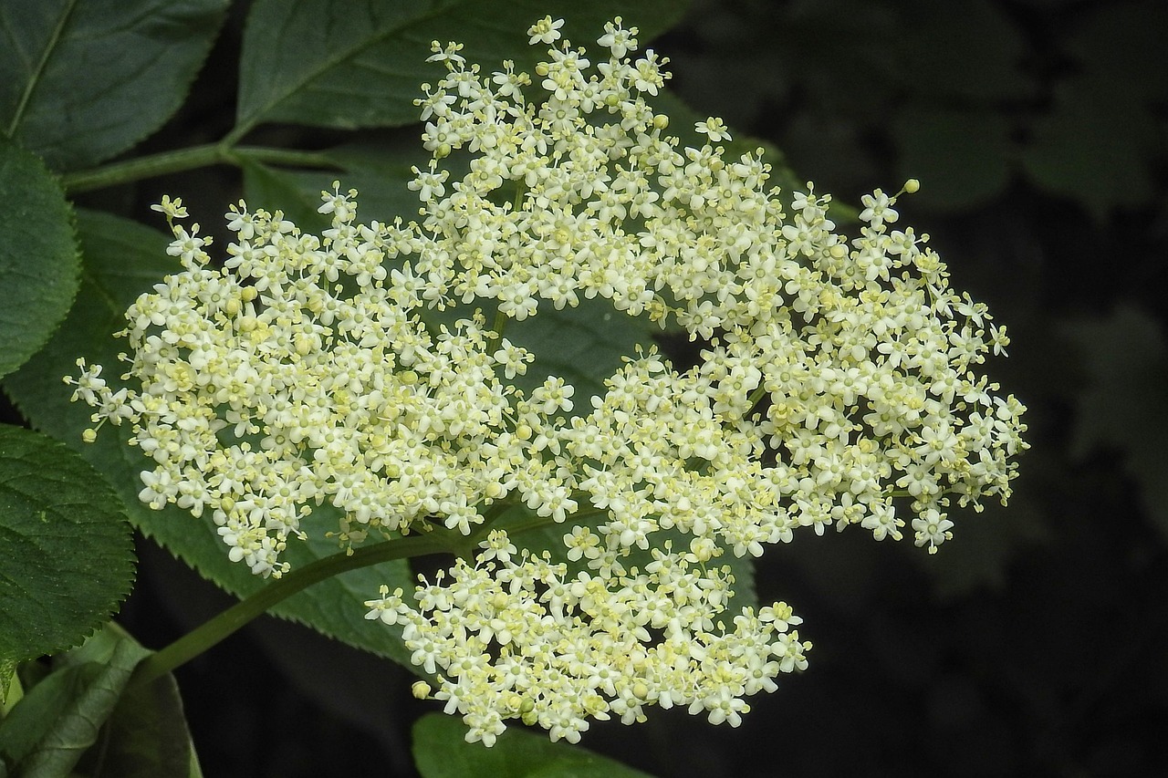 80+ Free White Elderflower & Elderflower Images - Pixabay