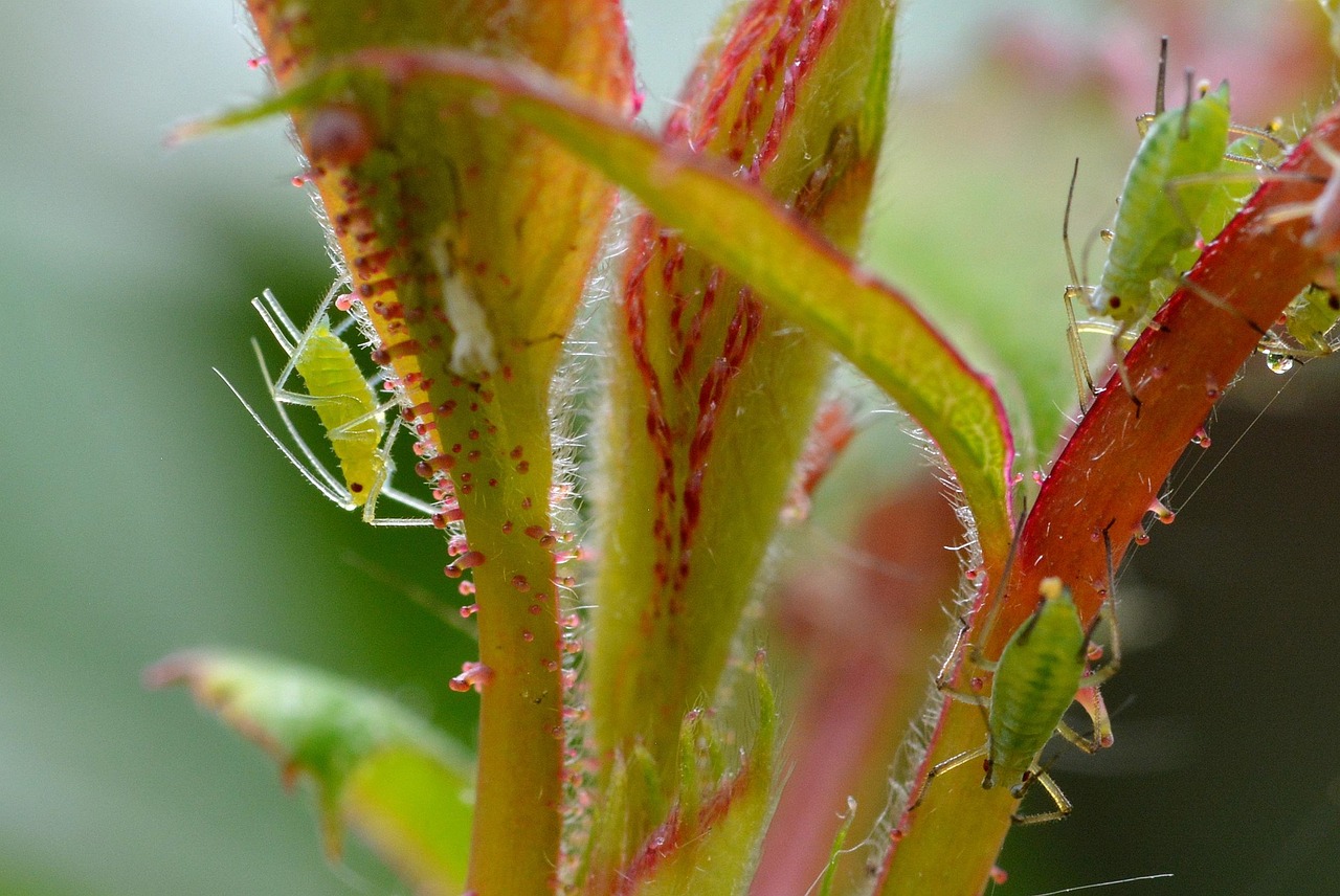Large Rose Aphids Louse - Free photo on Pixabay