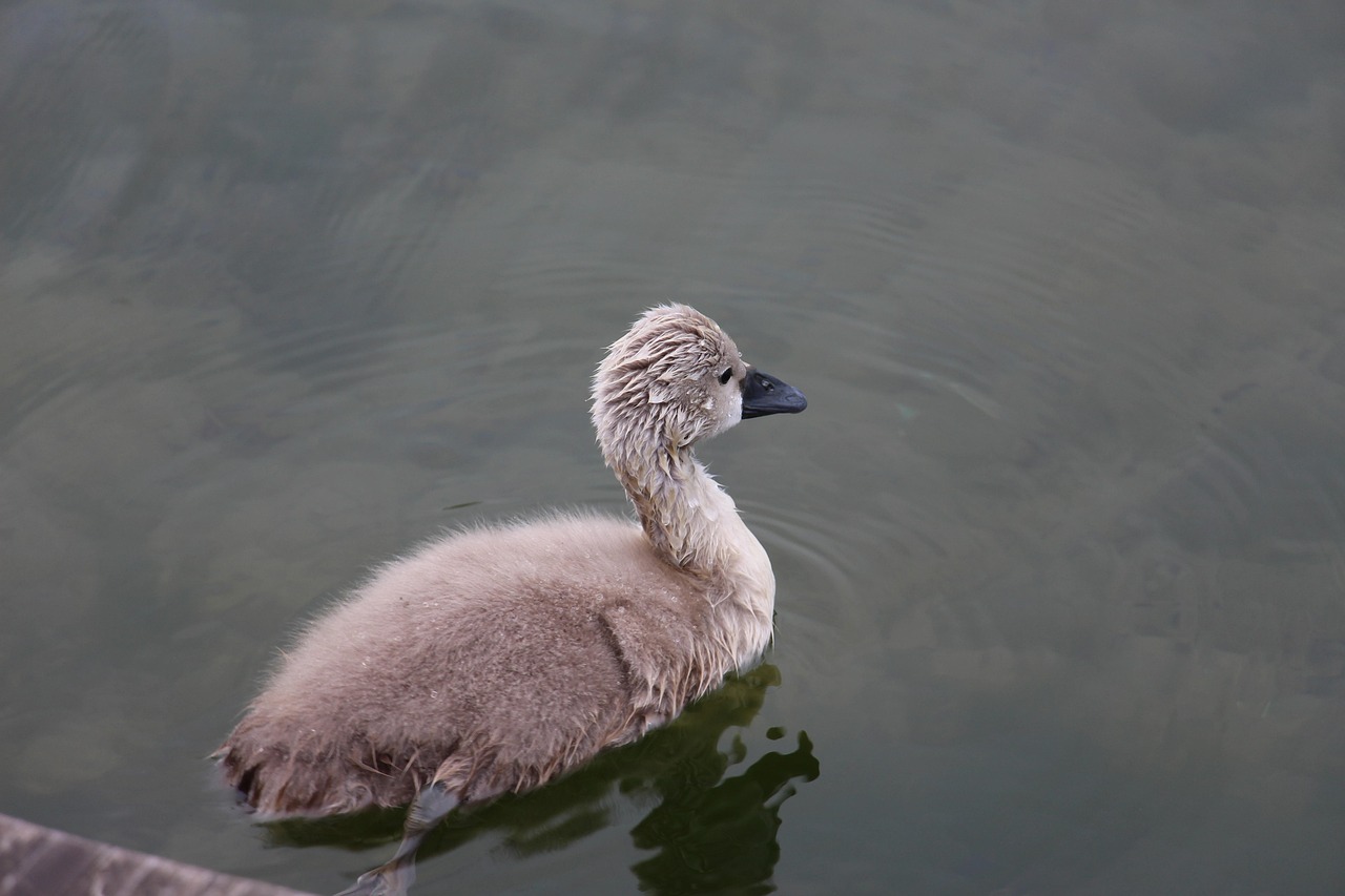 Chico Cisne Animales Pájaro - Foto gratis en Pixabay