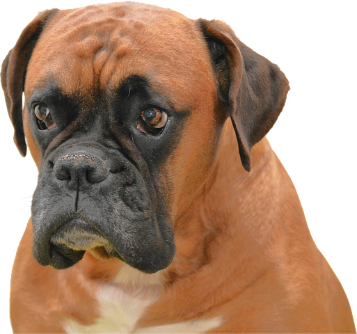 100+ Free Hund Freigestellt & Dog Images - Pixabay